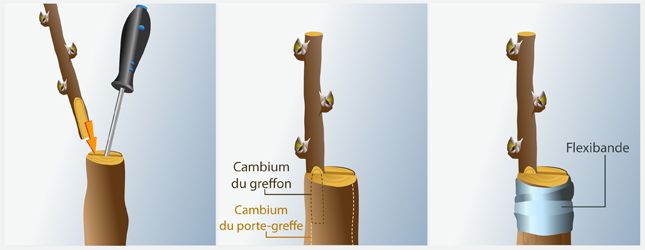 NewsITKAgri: Ce qu’il faut savoir sur le greffage en fente