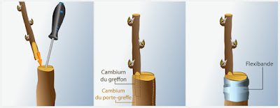 NewsITKAgri: Ce qu’il faut savoir sur le greffage en fente