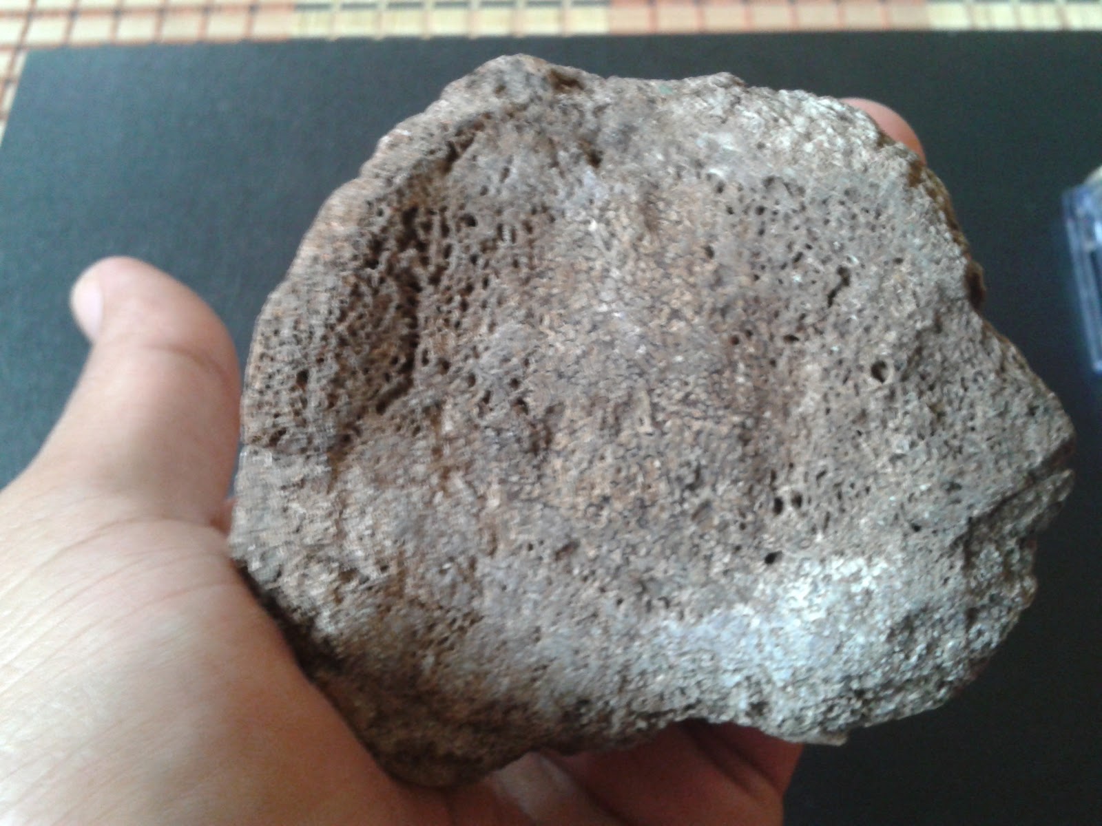 MISTIK 707 CORNER: FOSSIL GAJAH ZAMAN PRASEJARAH DAN SUMBU BADAK JADI BATU