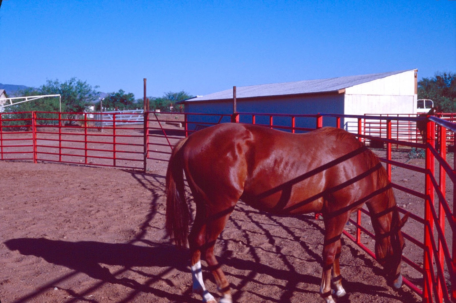 The Old Cowboy and Photography: Cutting Horses I Have Known