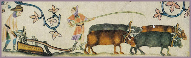 S T R A V A G A N Z A: CATTLE IN THE MIDDLE AGES