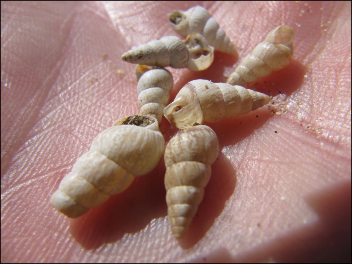 Islay Natural History Trust: Snail Shells - Ardnave
