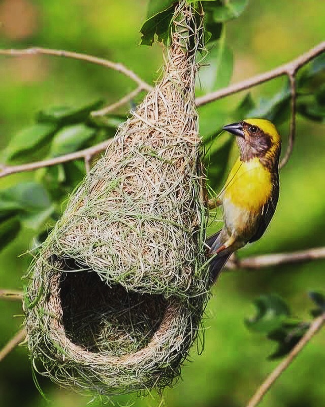 Baya Weaver's Nest