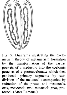 Evolution and Significance of Metamerism