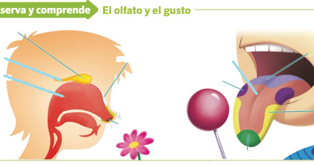 BIENVENID@S AL MARAVILLOSO MUNDO DE LA BIOLOGÍA 820: SISTEMA SENSORIAL ...