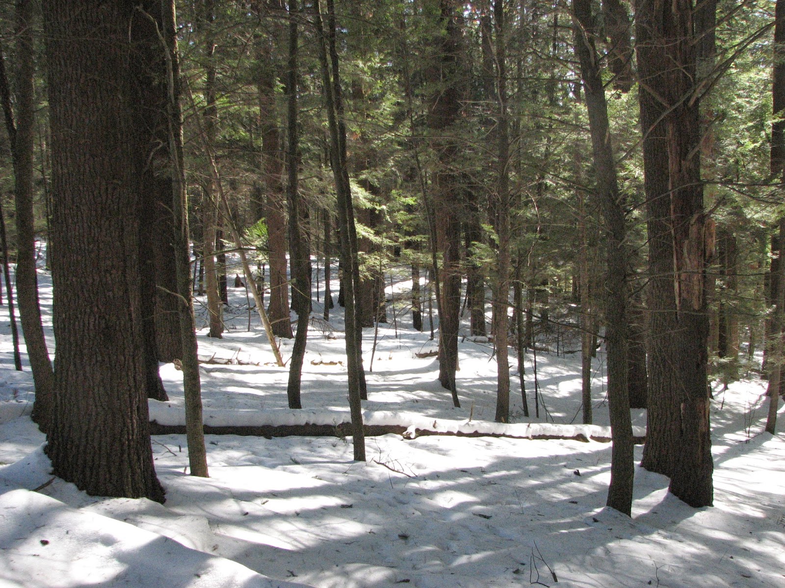 South Burlington, Vermont Nature Trails - UVM Centennial Woods Natural ...