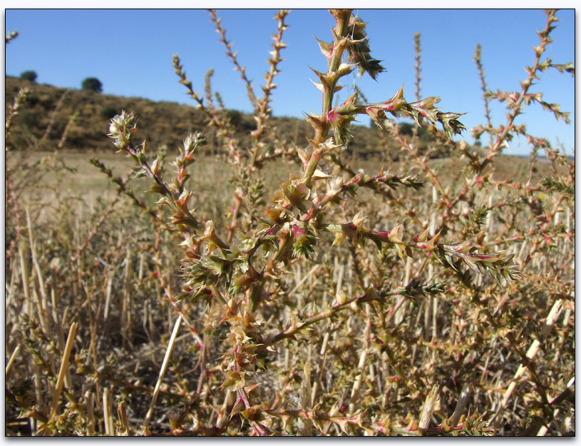 rocayflor: Camino del Pueyo. Salsola Kali, "capitana"