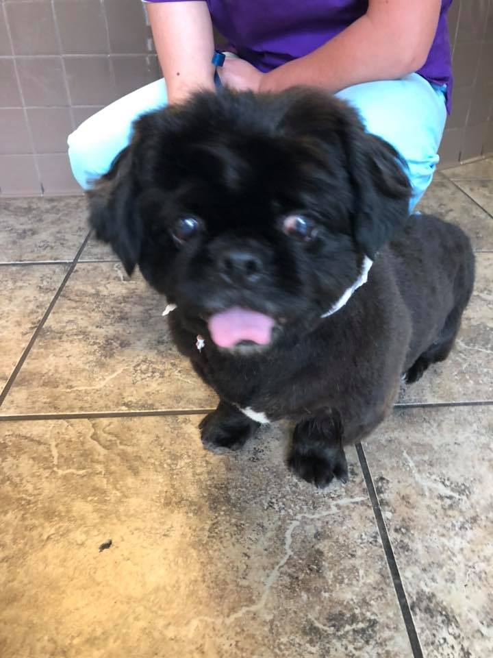 Must Love Pekes: TRIBBLE--SWEET BOY