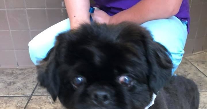 Must Love Pekes: TRIBBLE--SWEET BOY