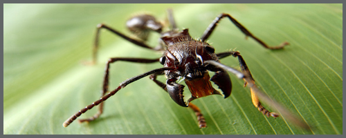 Intrusting Species: Bullet Ant