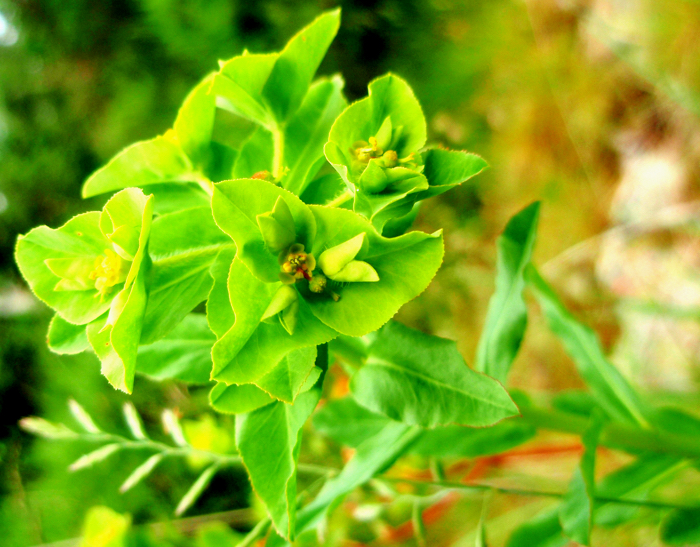 Flores silvestres de color verde - 2