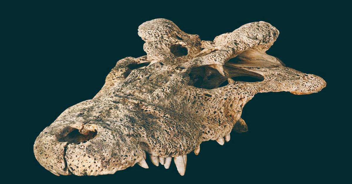 Ancient DNA Sheds Light on Evolutionary History of Extinct ‘Horned ...