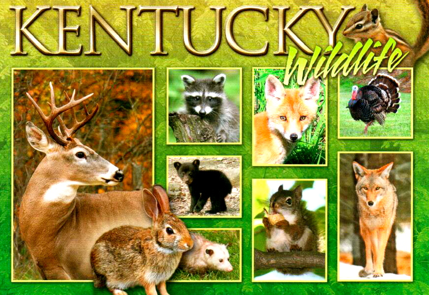 Around the States in 50 Postcards: Our Beautiful Kentucky Postcards