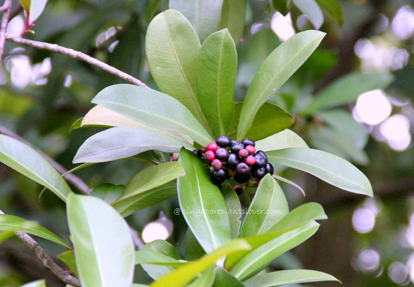 Singapore Plants Lover: Leea Rubra