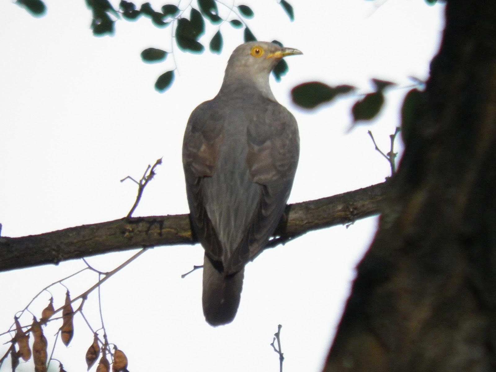 PASARI DIN ROMANIA: CUCUL (2), Cuculus canorus