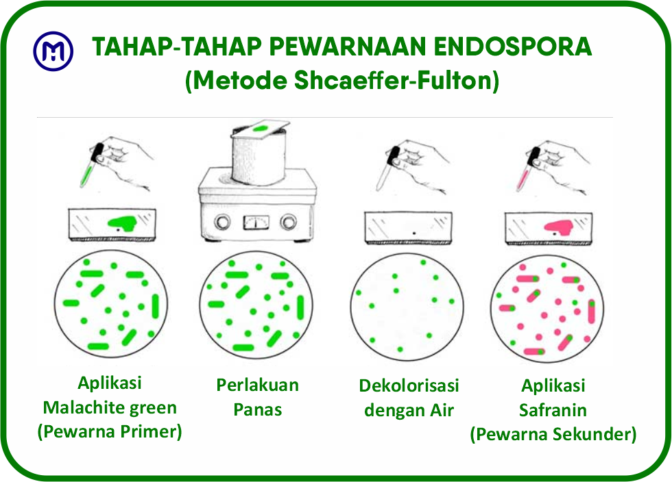Pewarnaan Endospora - Prinsip dan Prosedur Pewarnaan - MicrobeHolic