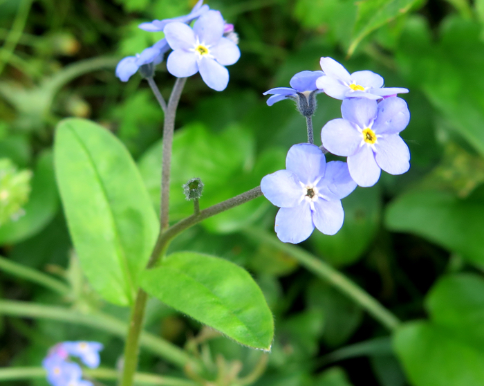 MYOSOTIS, MIOSOTIS O NOMEOLVIDES. Flores silvestres diminutas pero muy ...