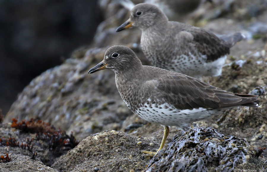 The Natural History of Bodega Head: Surfbird photo journal