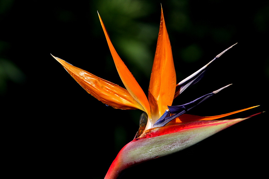 STRELITZIA photos - wallpapers | the fun bank