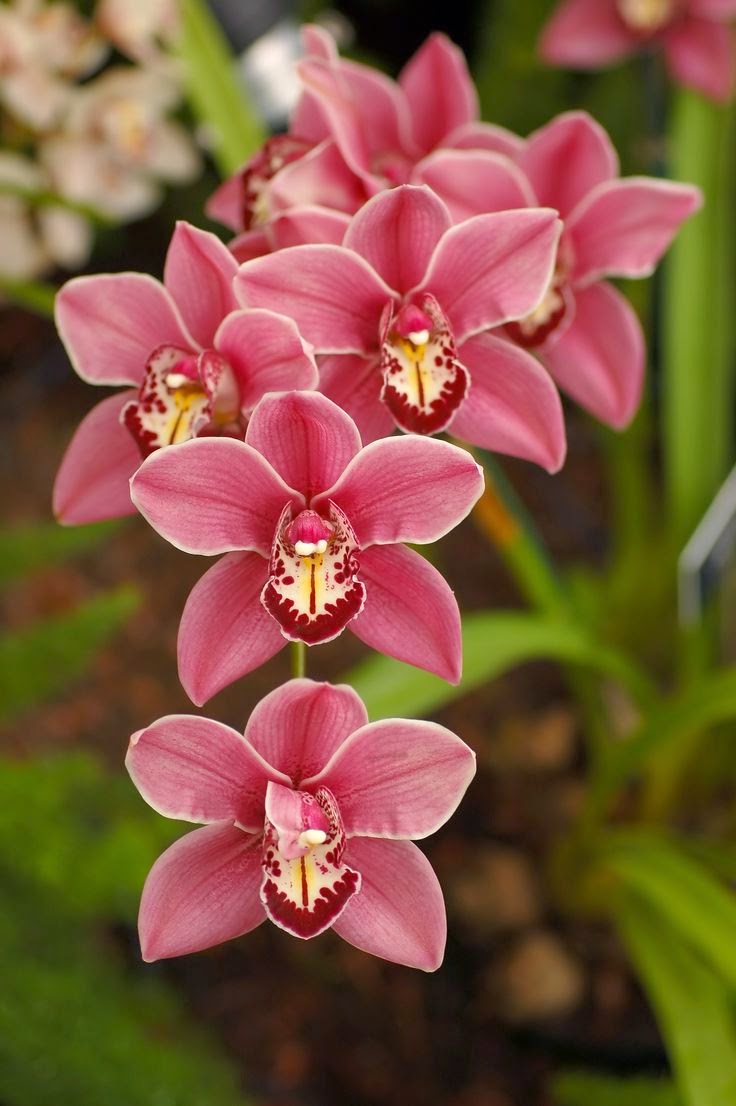 Cymbidium orchids red | Backyards Click