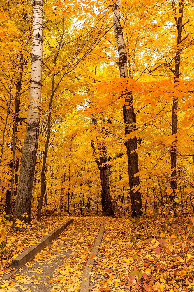 Bitstop: Mer Bleue Bog Trail