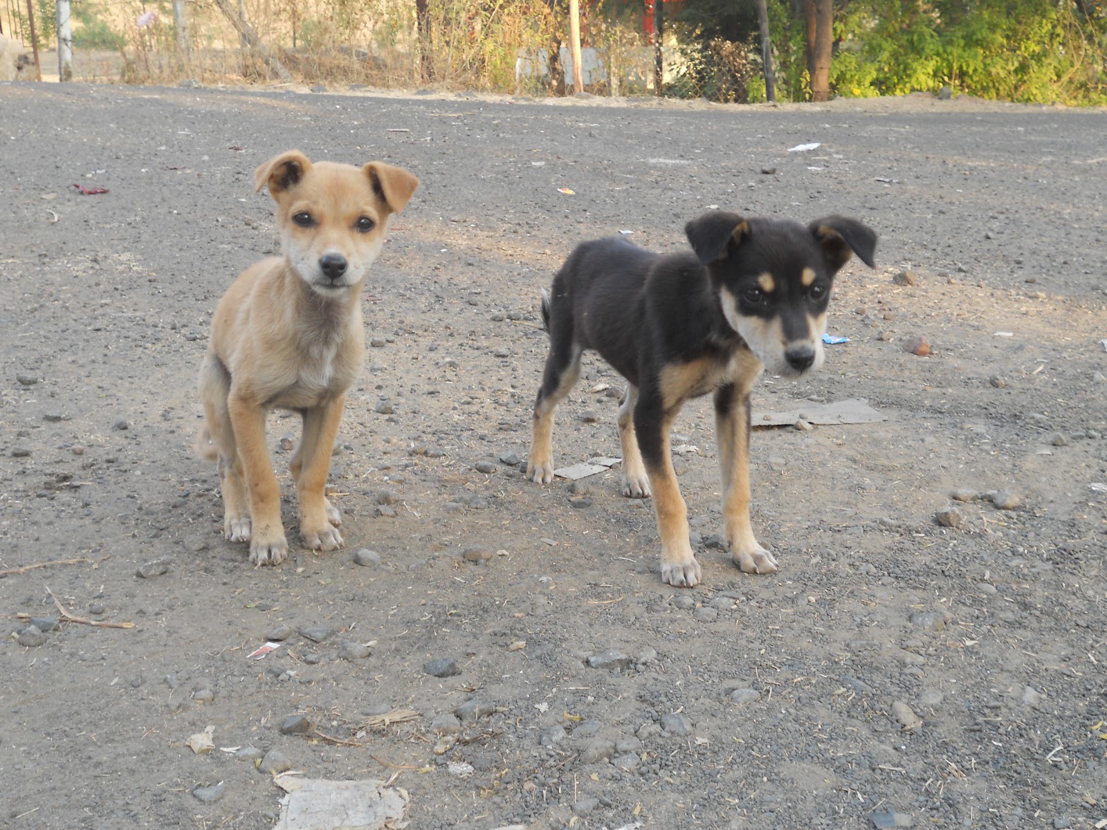 INDIAN ANIMALS: Cute Dogs