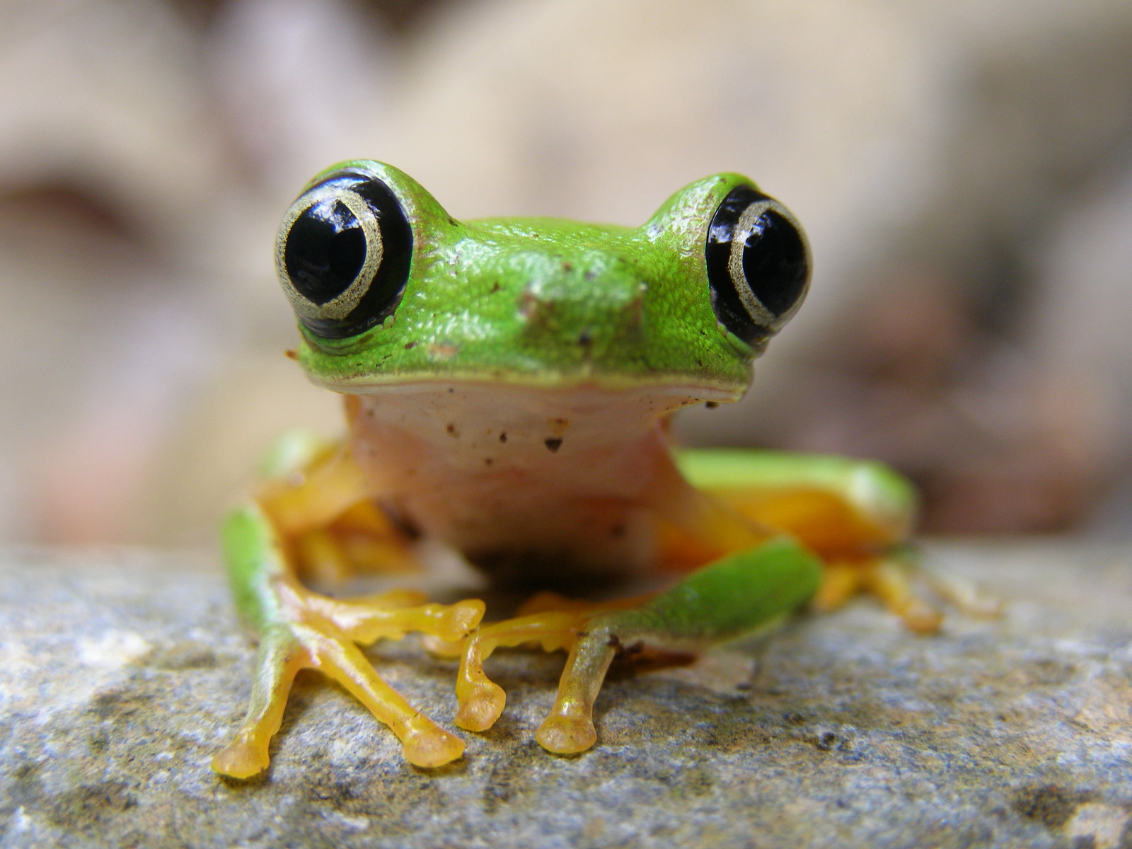 El balcon de Fran: La ranita de San Juan