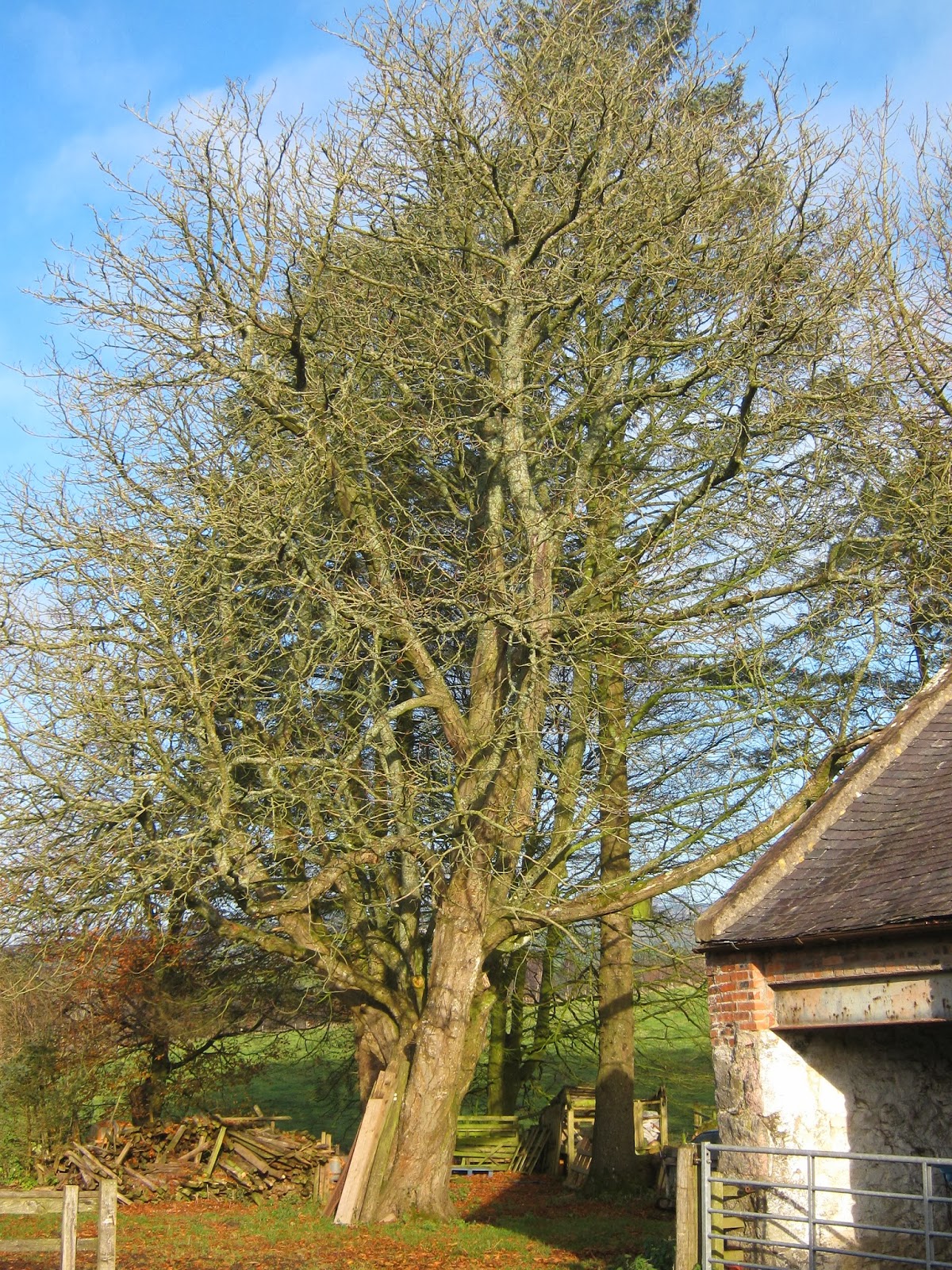 "ook?!": under the spreading chestnut tree....