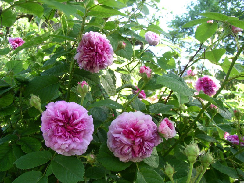 Promesse de roses: Russelliana