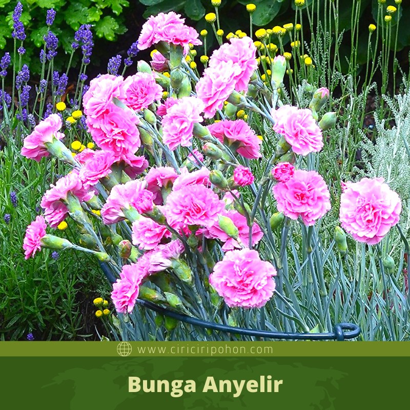 Ciri Ciri Pohon Bunga Anyelir (Dianthus caryophyllus) Di Alam Liar ...