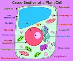 NCERT Solutions for Class 8 Science Chapter 8 Cell Structure and ...