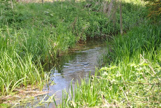 Angling Attributes: .......River Misbourne (Misborne)