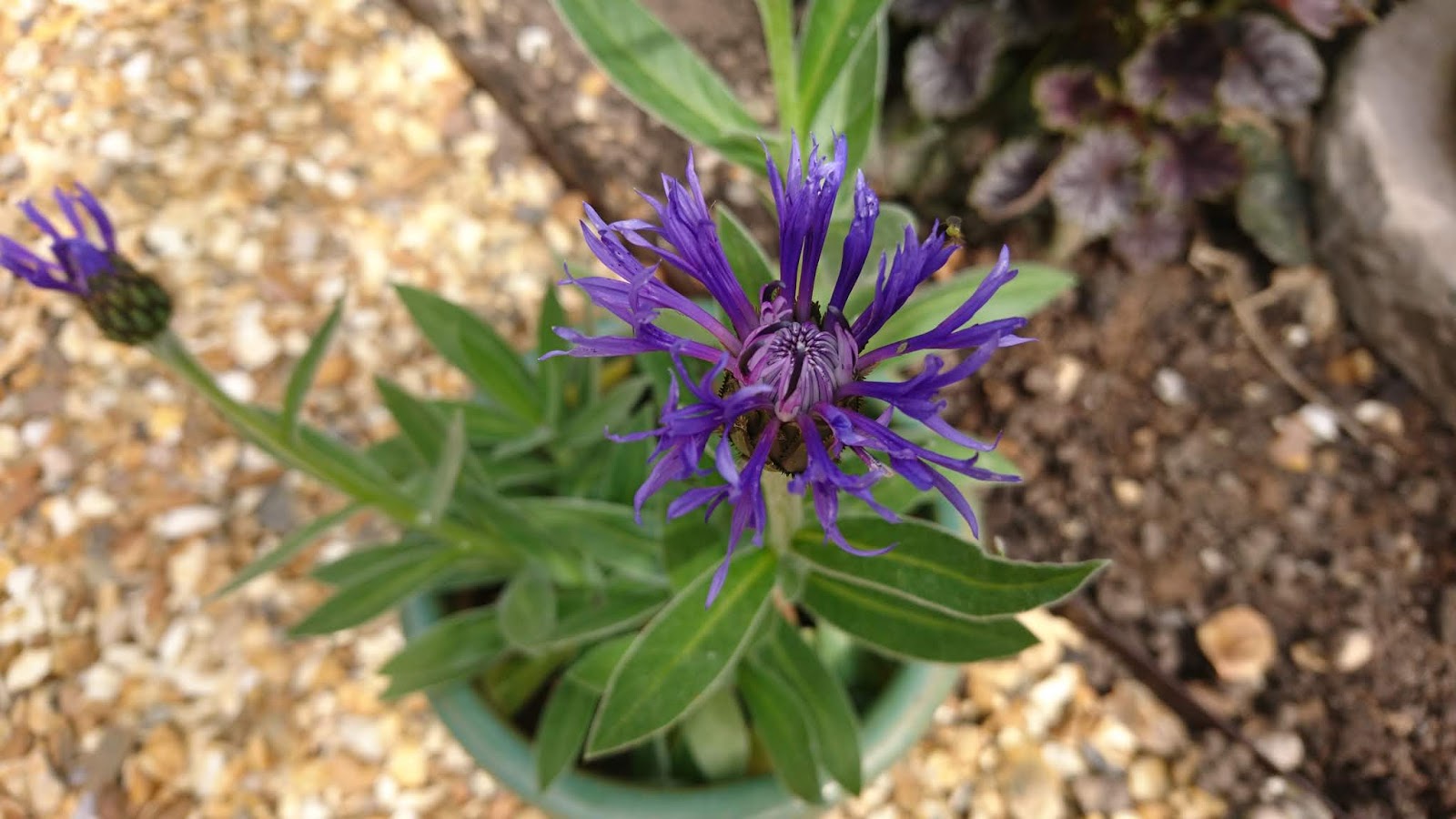 How to grow cornflowers