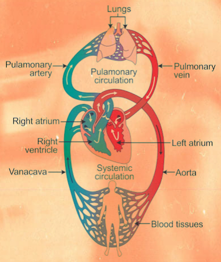 Biology: Blood circulation