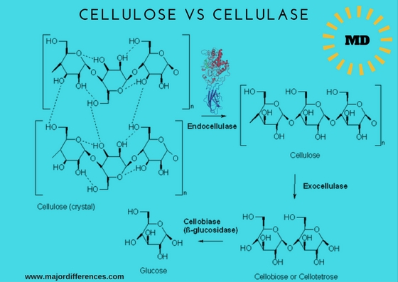 Difference between Cellulose and Cellulase