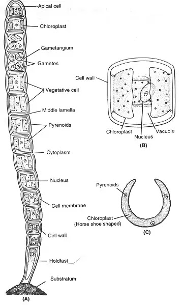 Ulothrix (यूलोथ्रिक्स):-an overview | Systematic Position, Habitat and ...