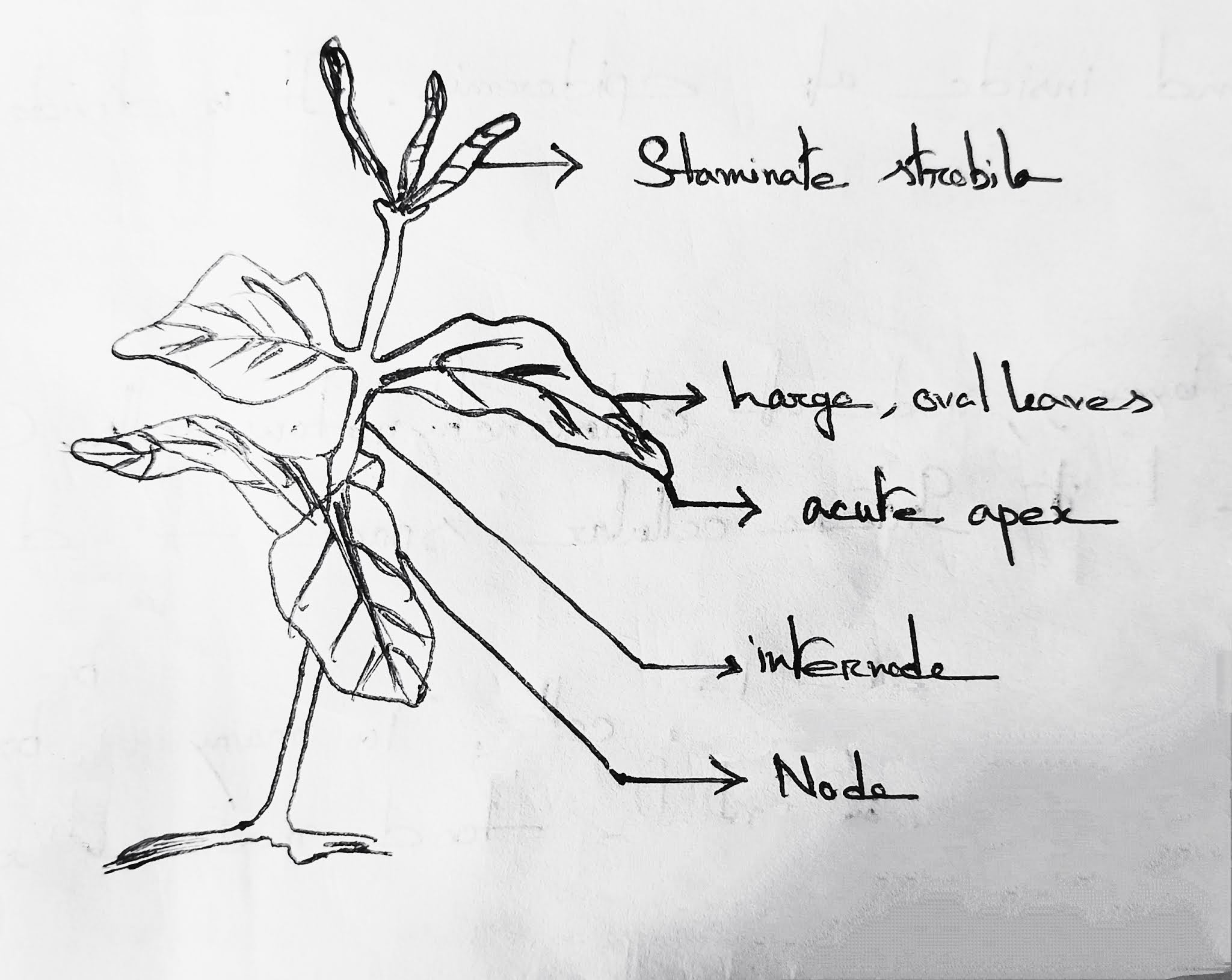 Gnetum (Gnetales) : Morphology : Anatomy : Reproduction ~ Academichunt