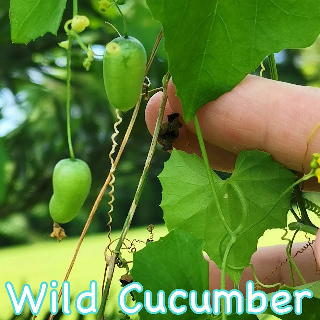 Foraging Edible Wild Fruits & Flowers @ Dempsey Hill. Fun Way to Clock ...