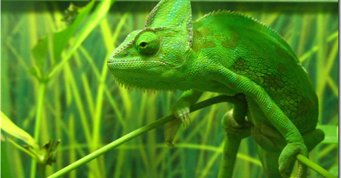 Tipos de Adaptaciones