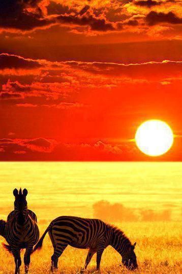 Awesome Photography: Zebras