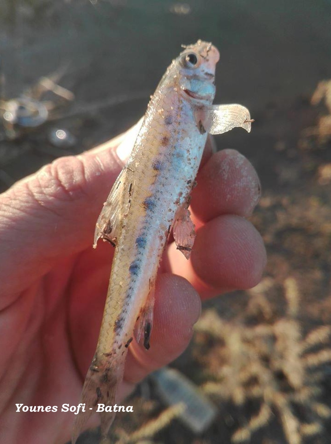 POISSONS DES EAUX DOUCES ET SAUMÂTRES EN ALGERIE: Le Goujon Commun