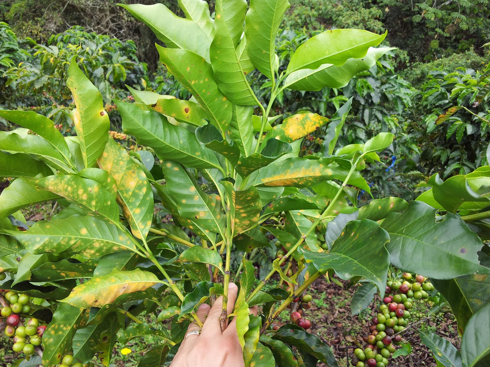 Noti MAG: Productores de café pueden evacuar dudas sobre la roya por ...