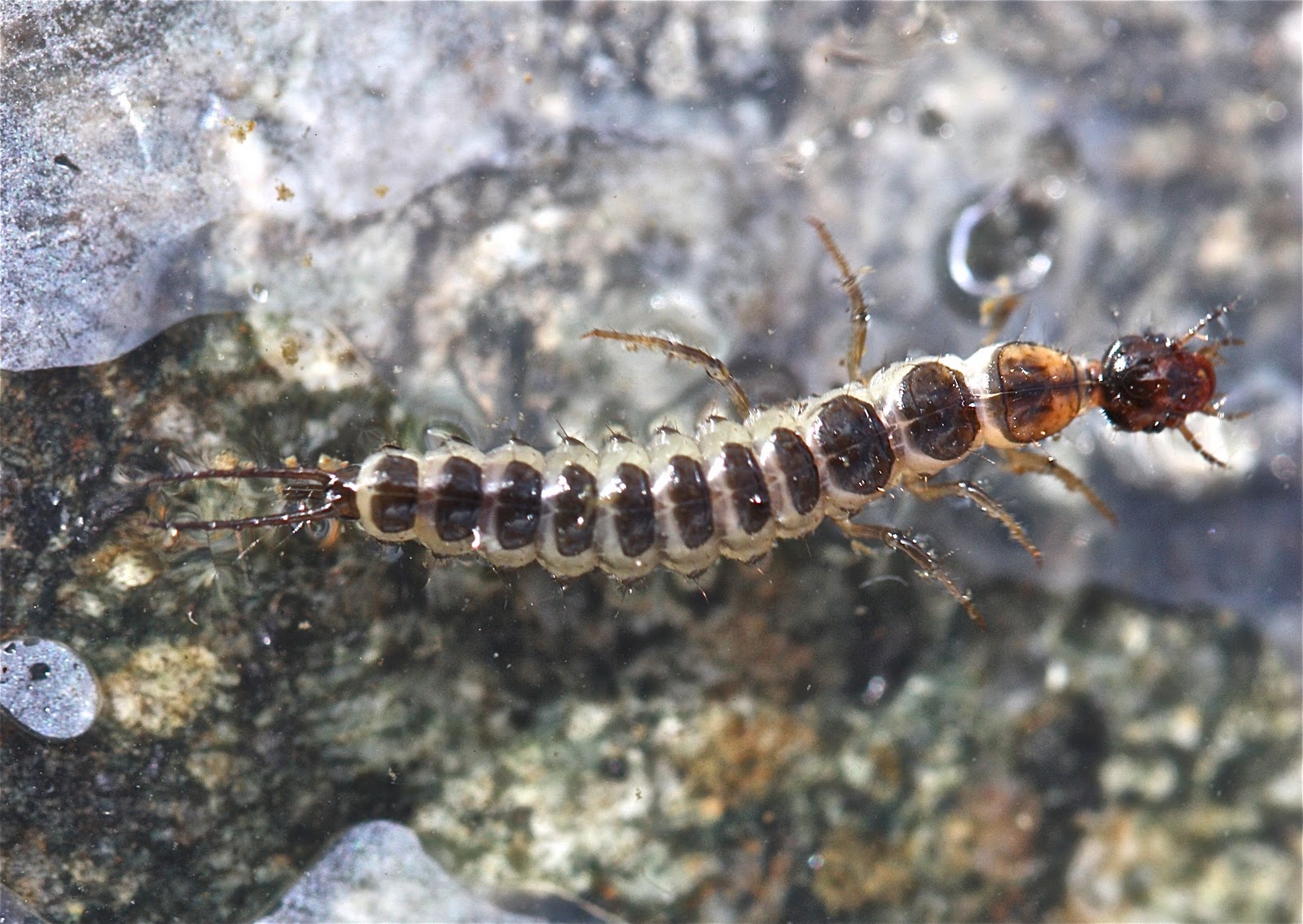 Aquatic Insects of Central Virginia: Stream Report: The Rapidan River ...
