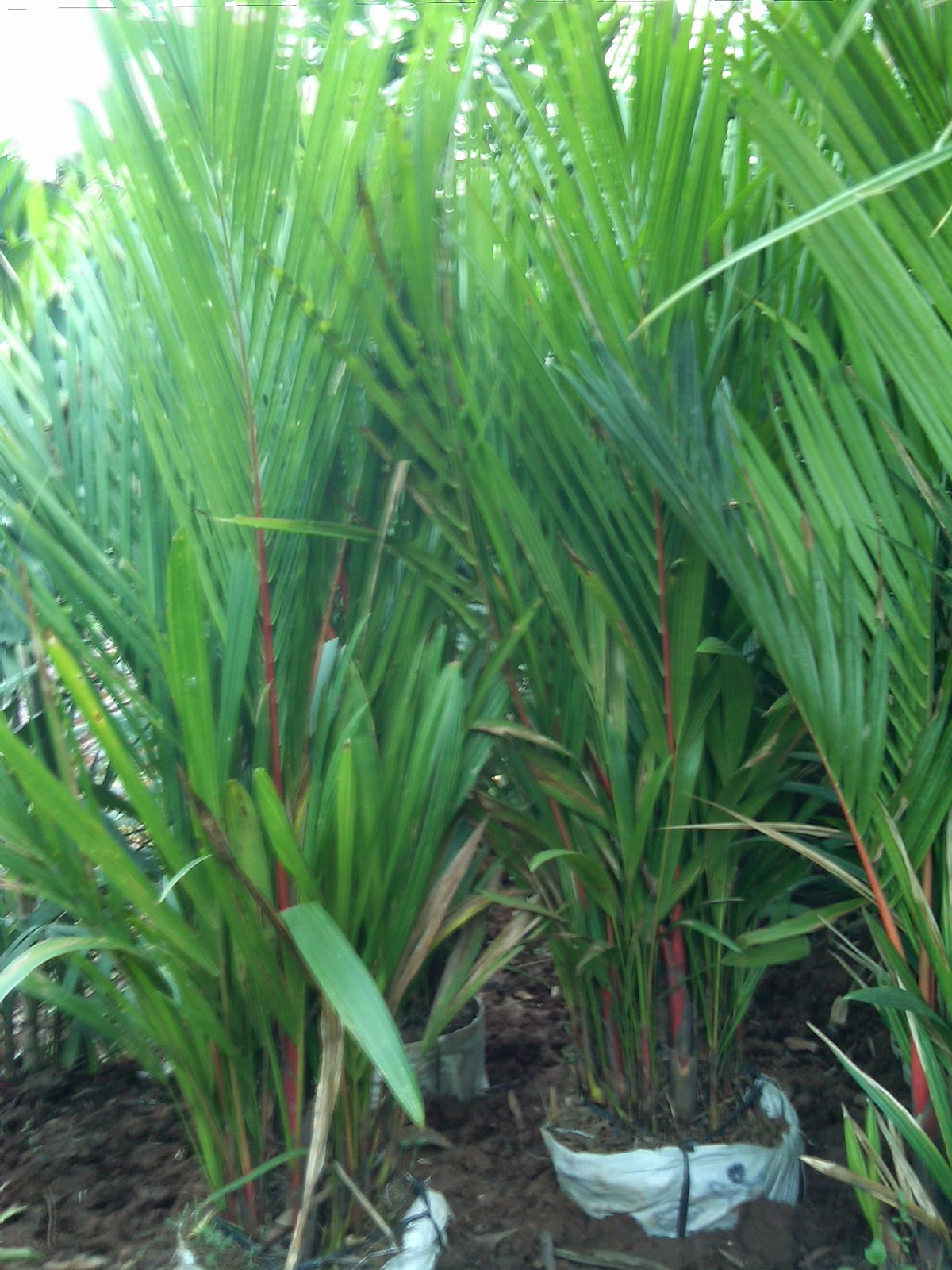 JUAL PALEM MERAH | PINANG MERAH MURAH ~ TUKANG TAMAN