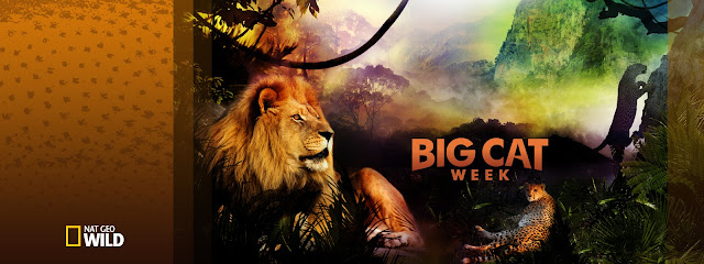 Final Day of Big Cat Week :( Day #6 - Science in the City