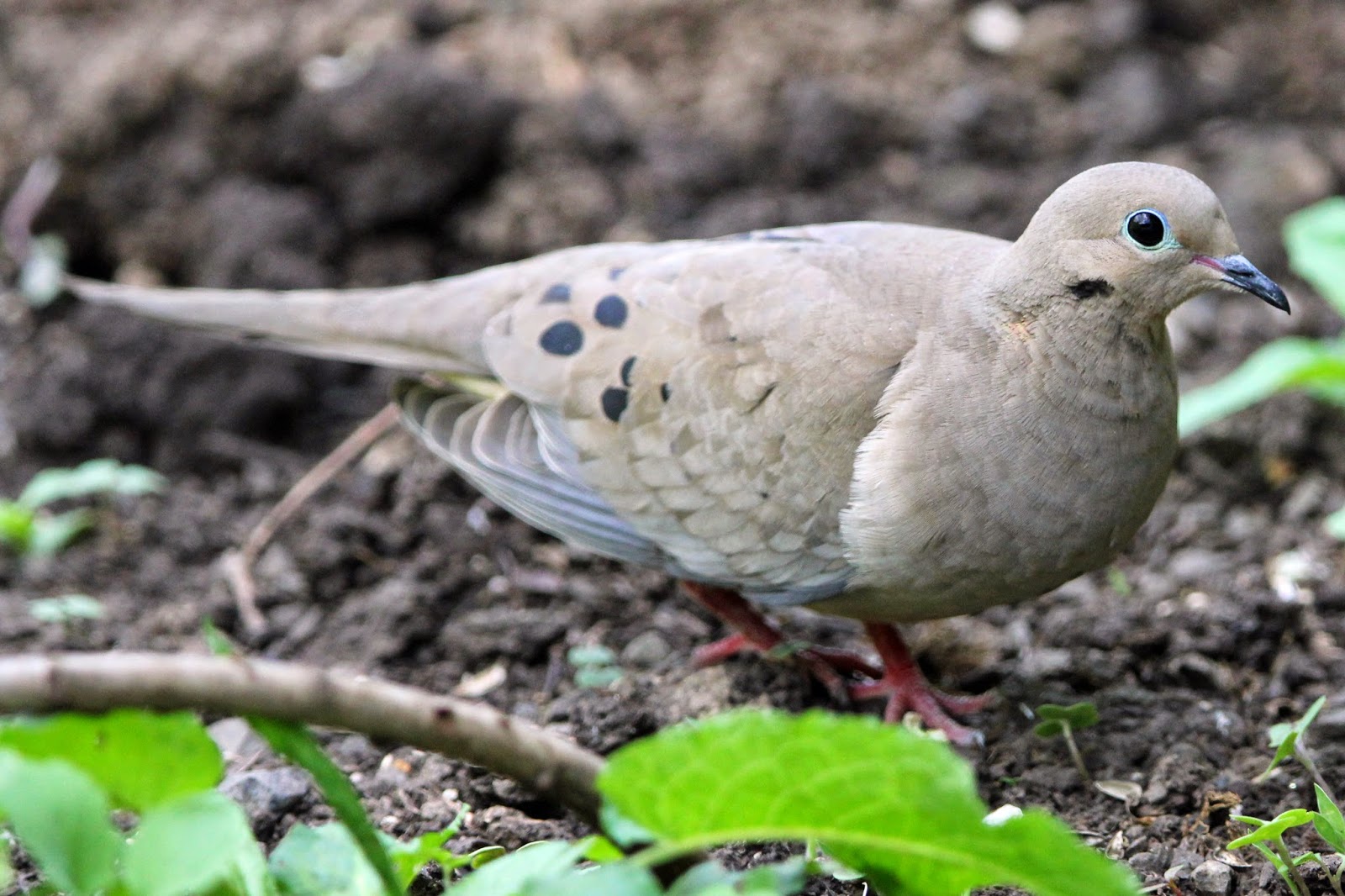 The Green Knee Club: May 2014