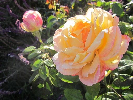 Paideia: Friday Flowers: All America Rose