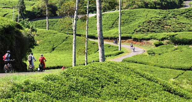 Bilik Renungan: Sejarah Perkebunan Teh Gambung