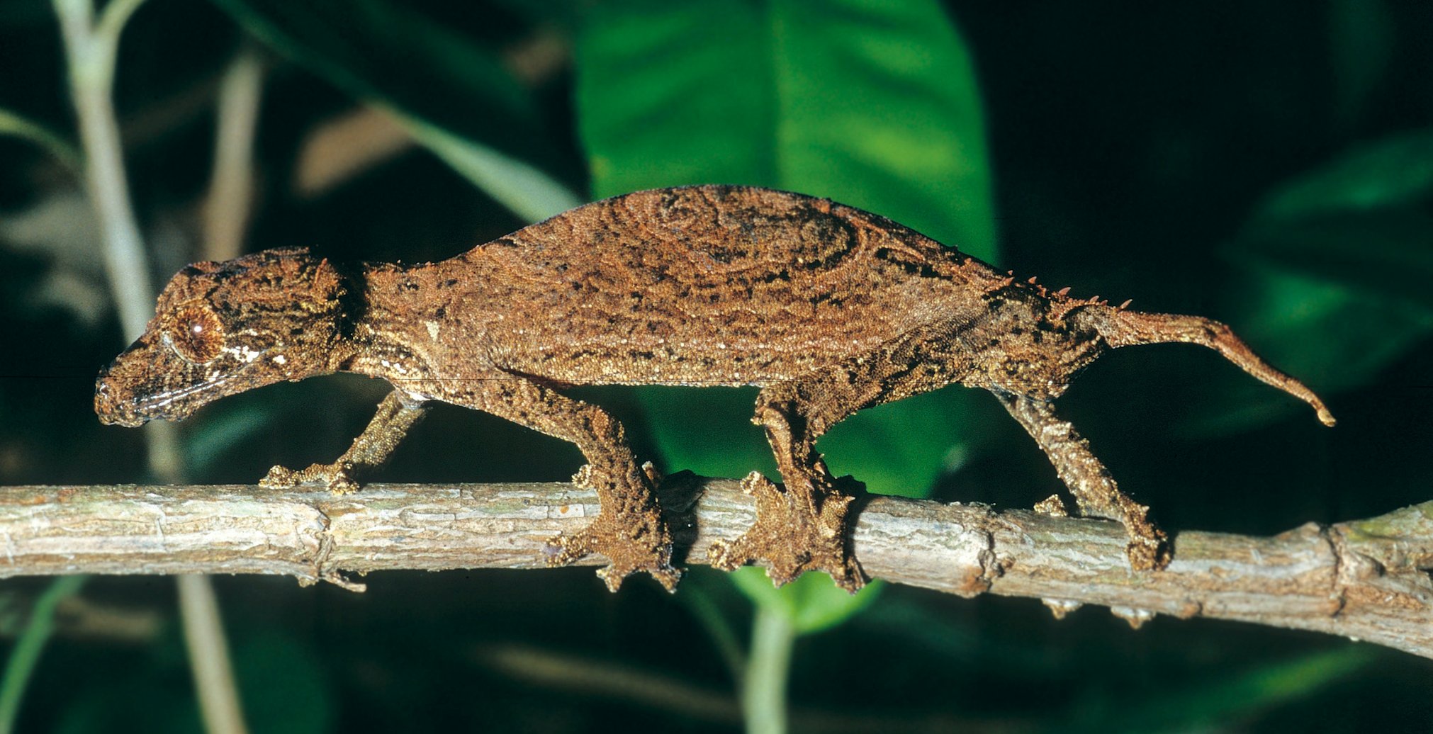 Species New to Science: [Herpetology • 2020] Uroplatus fangorn & U ...