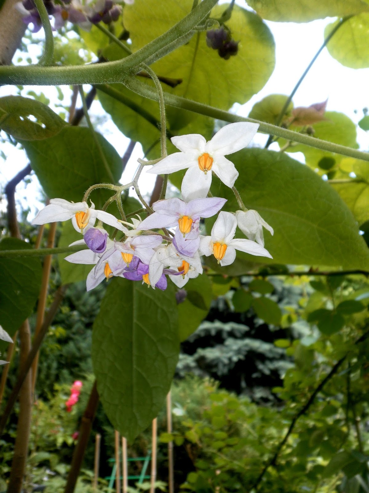 Scirpidiella's Plants: Hardy Tamarillos (Cyphomandra sp.div.)